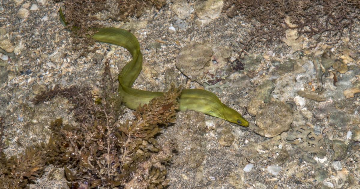 Moréia-verde #62376 - Biofaces - Bring Nature Closer