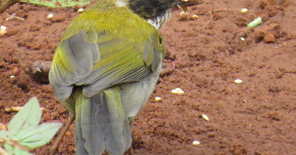 Tico #56998 - Biofaces - Bring Nature Closer