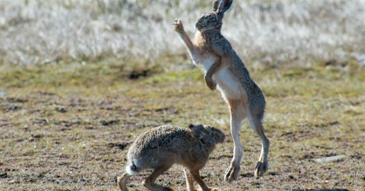 Lepus #61824 - Biofaces - Bring Nature Closer