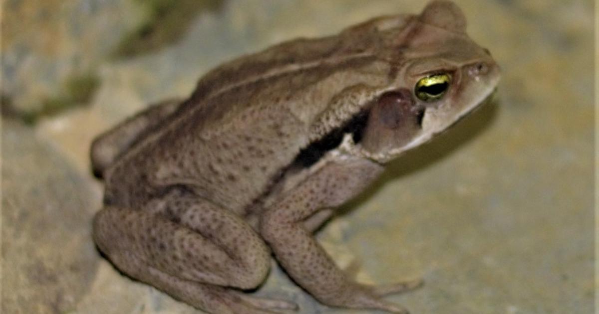 Sapo #62431 - Biofaces - Bring Nature Closer