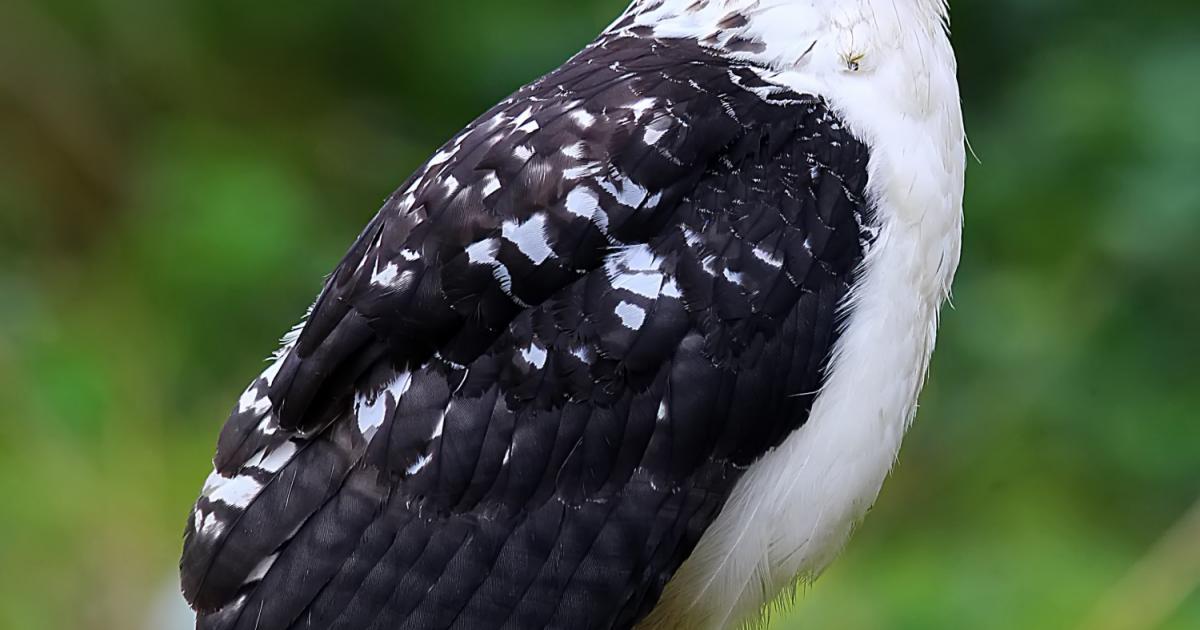 GAVIAO #62797 - Biofaces - Bring Nature Closer