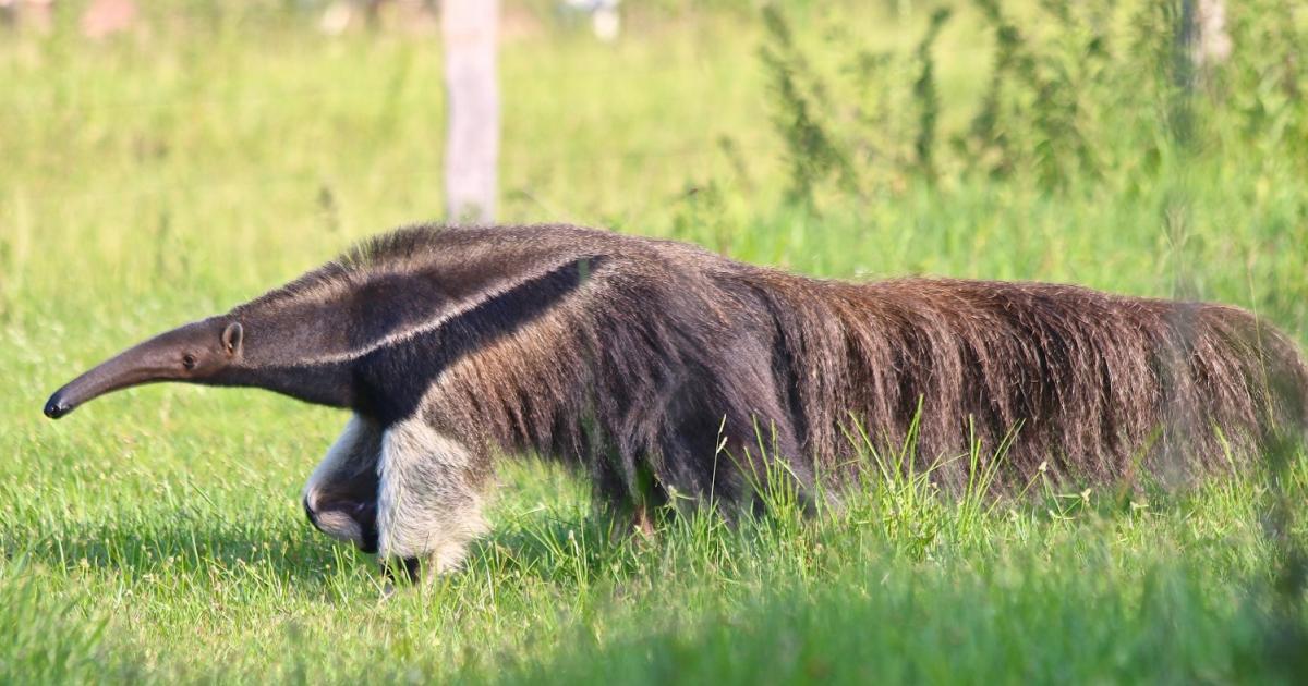 Tamanduá-bandeira #63271 - Biofaces - Bring Nature Closer