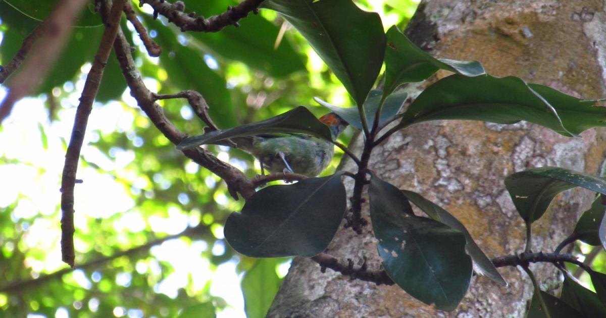 Saíra #63278 - Biofaces - Bring Nature Closer