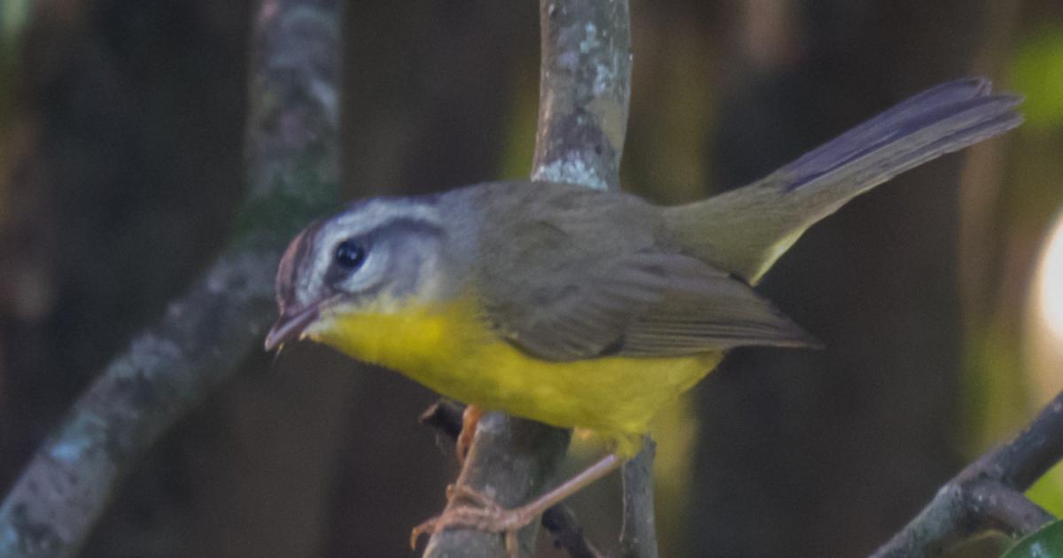 Pula-pula #63354 - Biofaces - Bring Nature Closer