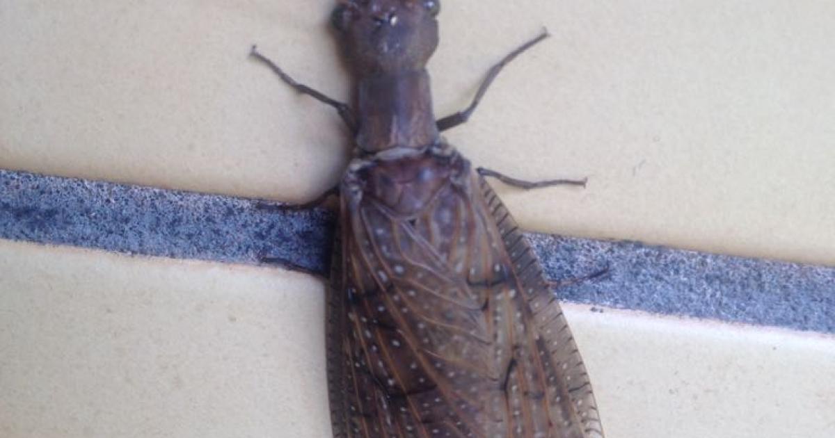 Formiga-Leão #63465 - Biofaces - Bring Nature Closer