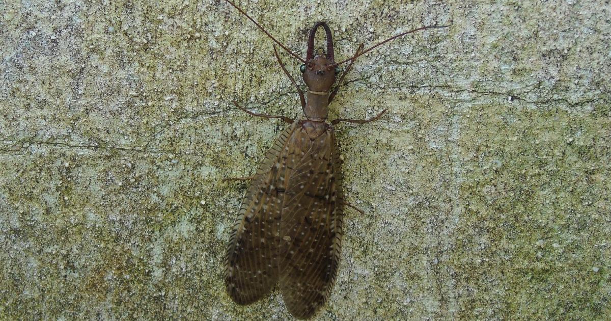 Formiga-leão #63523 - Biofaces - Bring Nature Closer