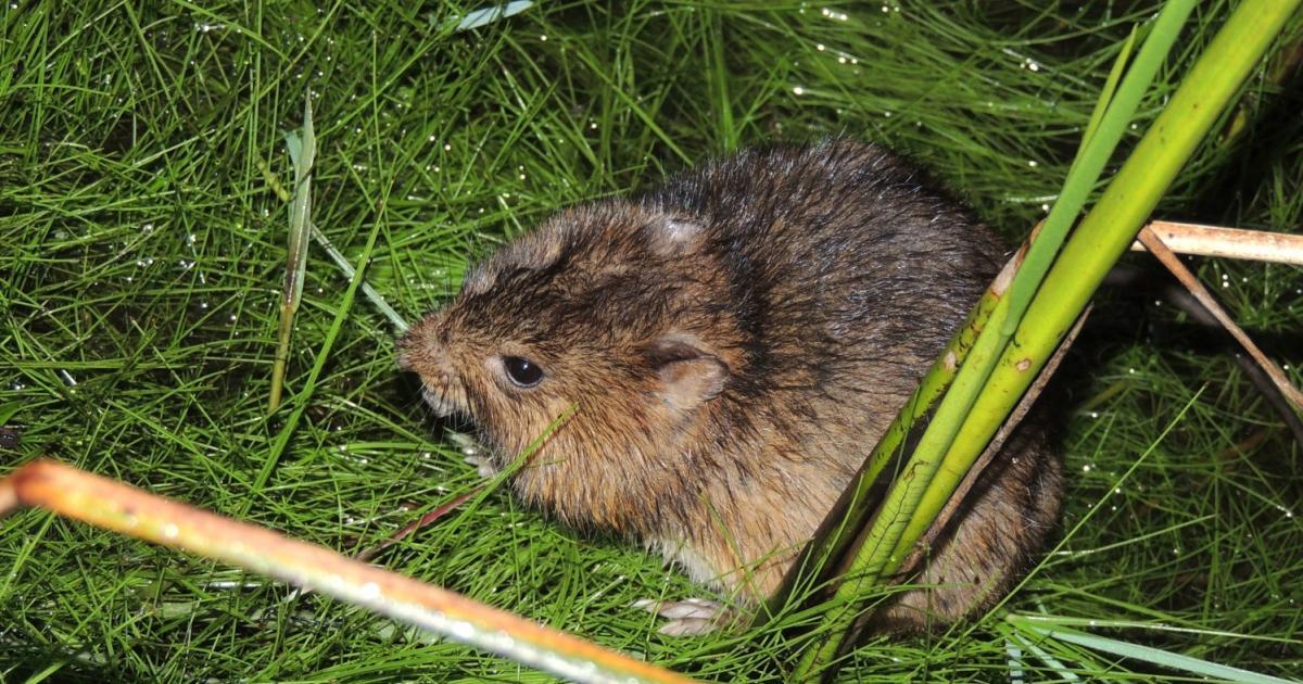 Holochilus #63891 - Biofaces - Bring Nature Closer