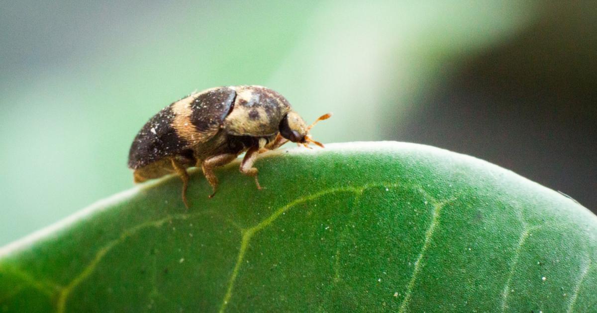 Attagenus fasciatus [Not evaluated] - Biofaces - Bring Nature Closer