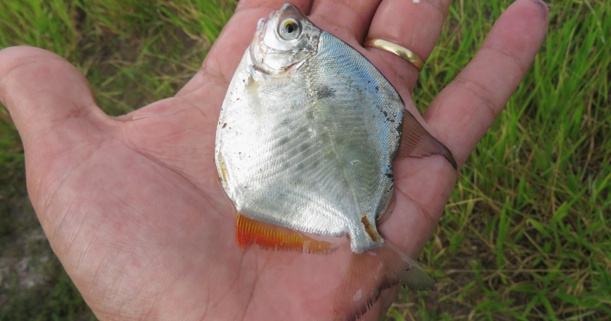 Myleus #64585 - Biofaces - Bring Nature Closer