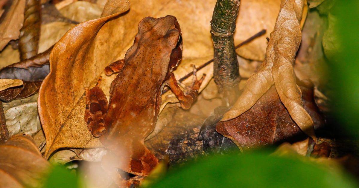 Sapo-amarelo #64697 - Biofaces - Bring Nature Closer