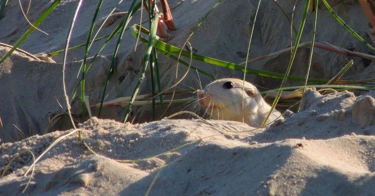 Tuco #64766 - Biofaces - Bring Nature Closer