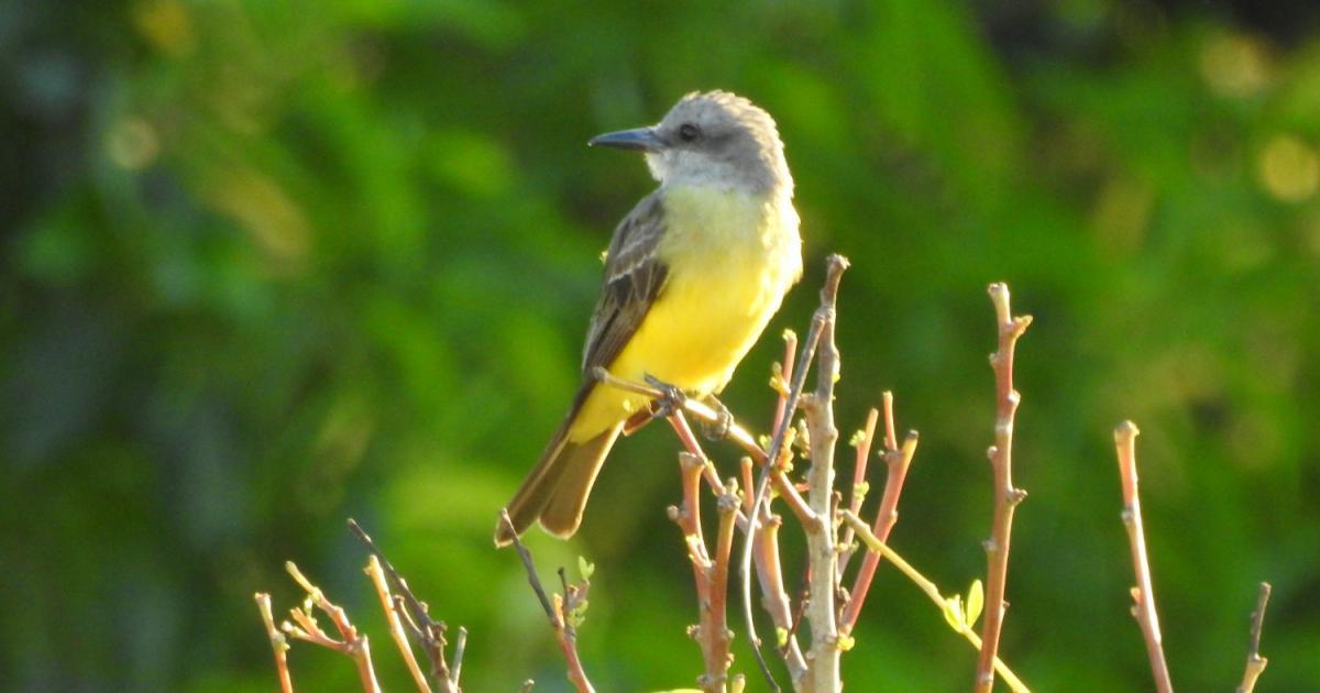 siriri #64861 - Biofaces - Bring Nature Closer