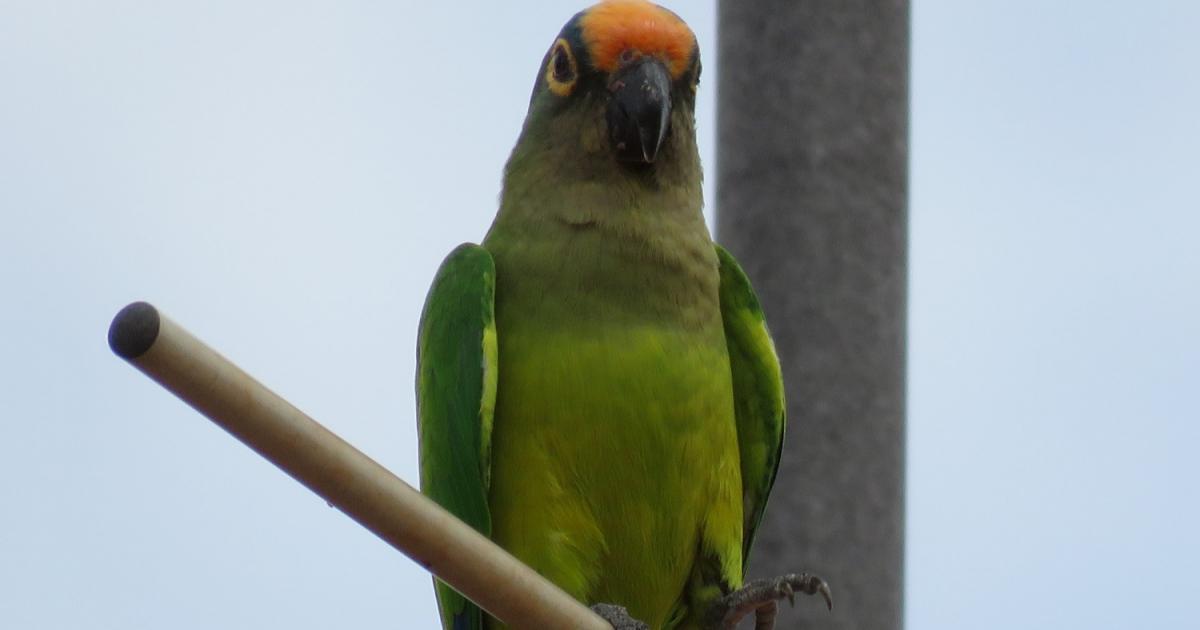 Periquito #64894 - Biofaces - Bring Nature Closer