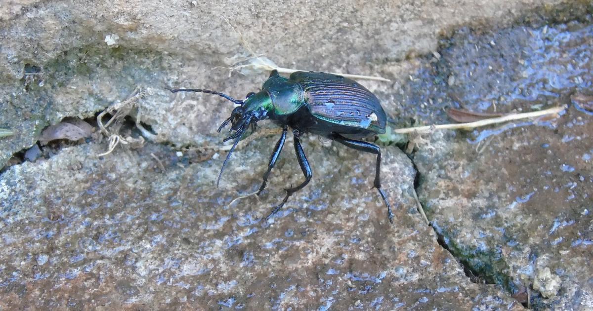 Besouro #65080 - Biofaces - Bring Nature Closer