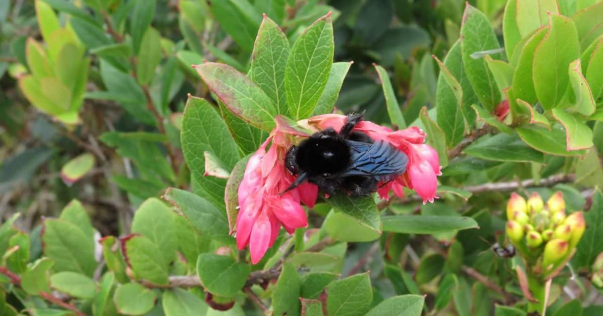 Mamangava #65222 - Biofaces - Bring Nature Closer