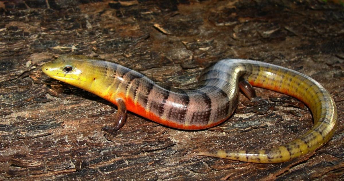 Diploglossus lessonae [Least Concern] - Biofaces - Bring Nature Closer