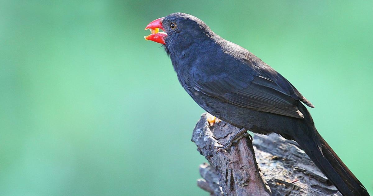 BICO #65674 - Biofaces - Bring Nature Closer