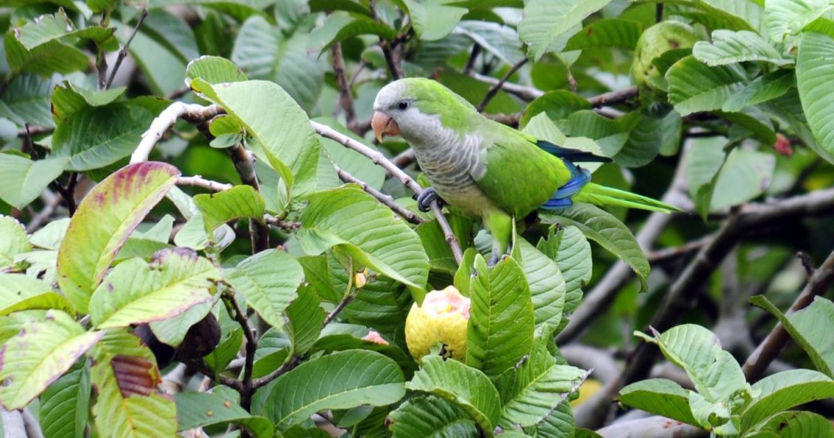 Caturrita #65763 - Biofaces - Bring Nature Closer