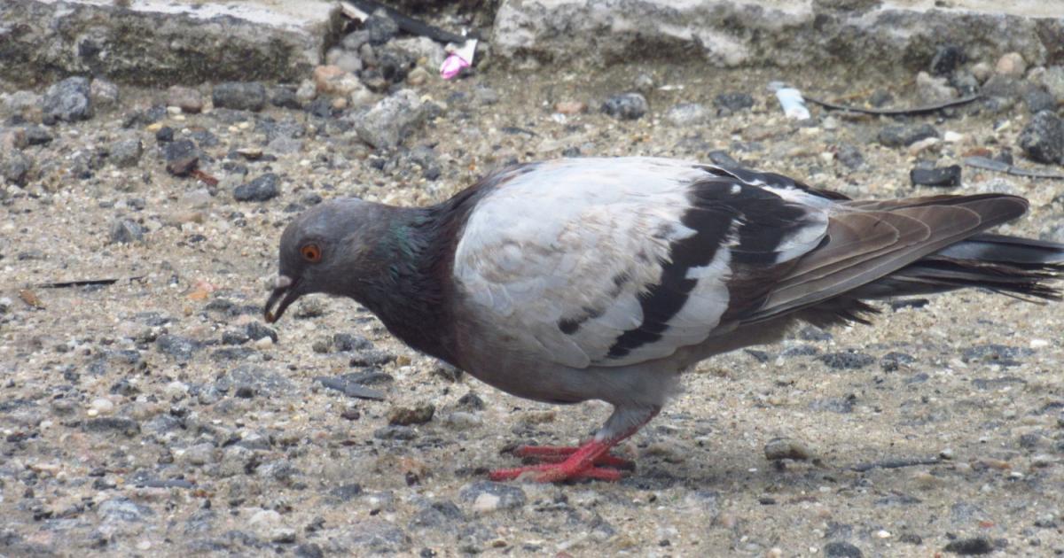 Pomba-doméstica #65830 - Biofaces - Bring Nature Closer