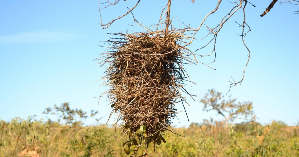 Ninho #65961 - Biofaces - Bring Nature Closer