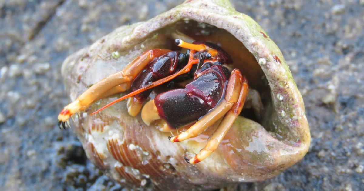 Calcinus #58596 - Biofaces - Bring Nature Closer