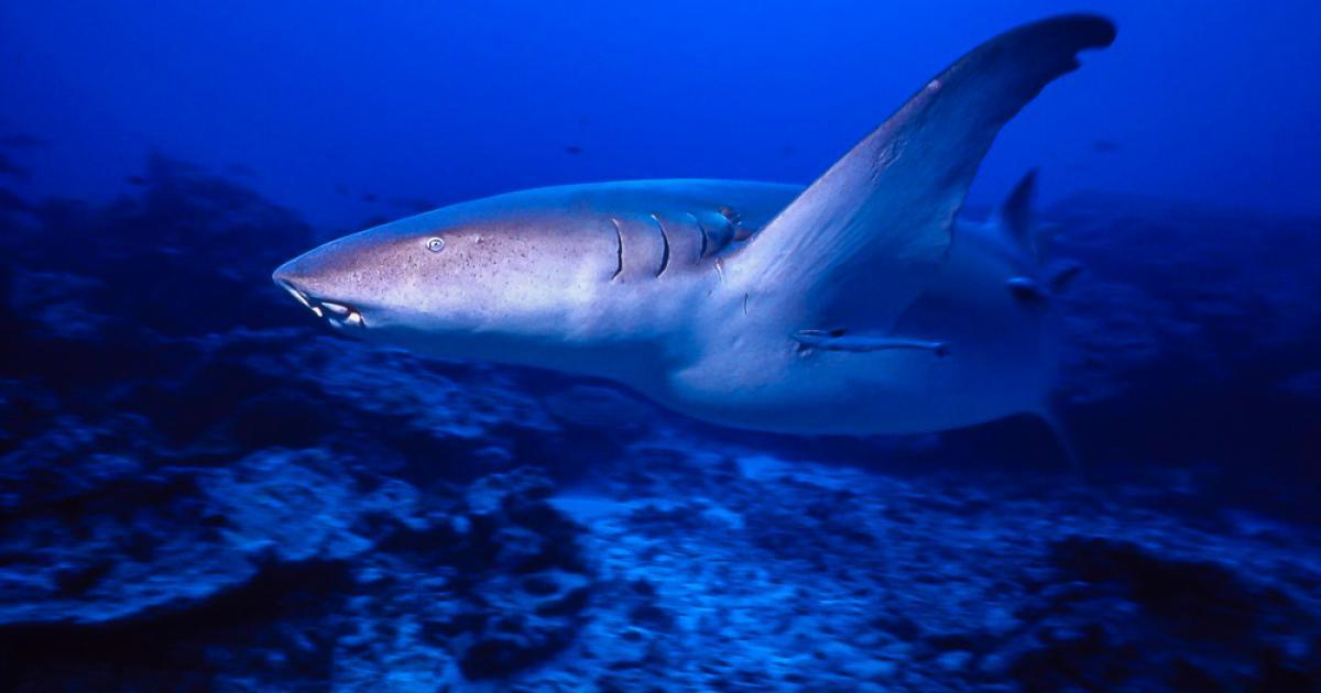 tubarão-lixa #66031 - Biofaces - Bring Nature Closer