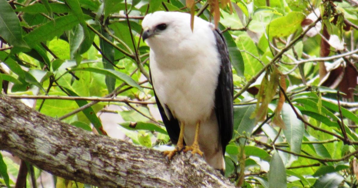 Gavião-pombo-pequeno #66506 - Biofaces - Bring Nature Closer
