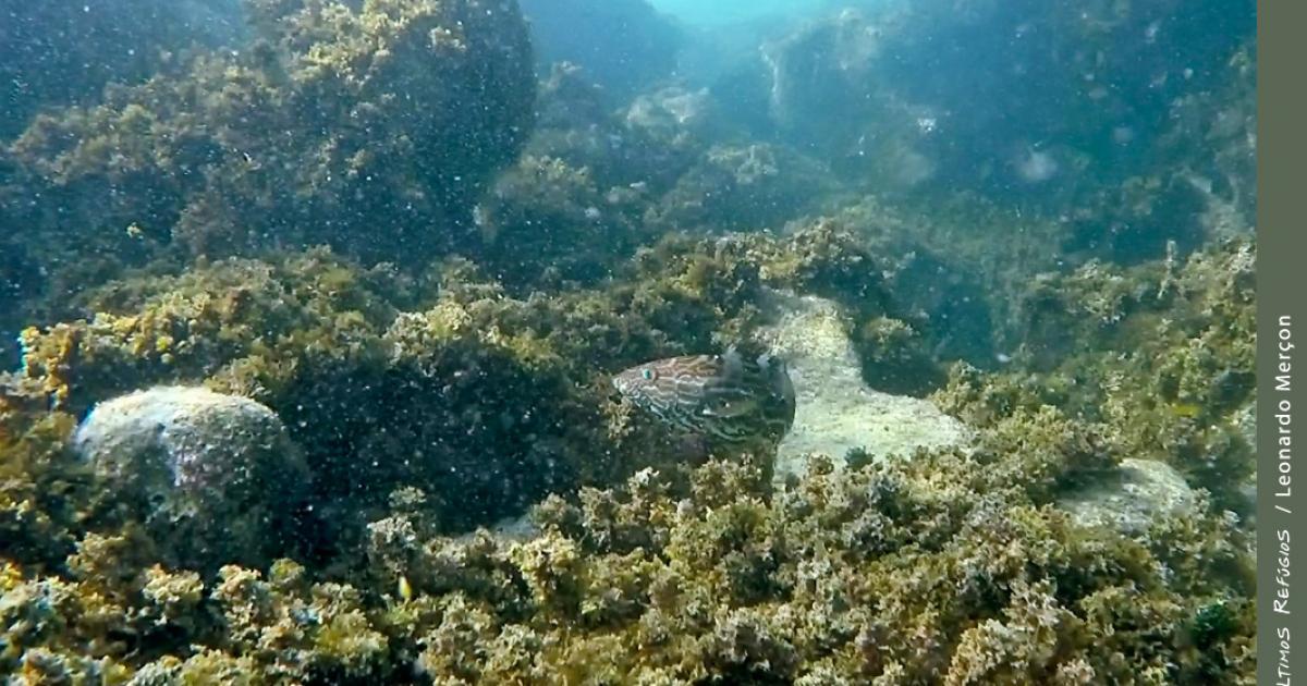 Badejo-Quadrado #66613 - Biofaces - Bring Nature Closer