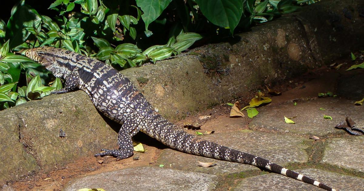 Teiú-branco - Biofaces - Bring Nature Closer