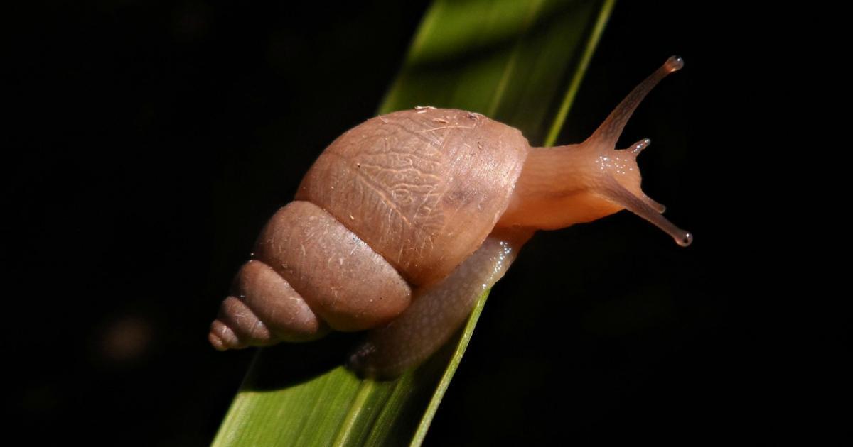 Caracol #66993 - Biofaces - Bring Nature Closer