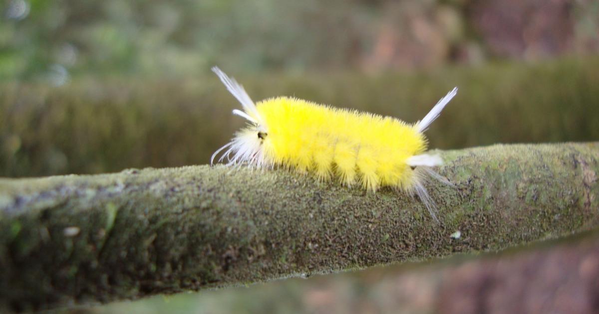 Lagarta #67028 - Biofaces - Bring Nature Closer