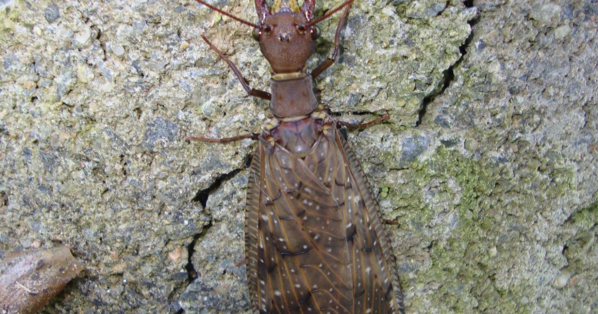 Neuroptera #67113 - Biofaces - Bring Nature Closer