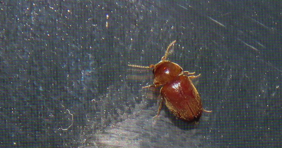 Lasioderma #67221 - Biofaces - Bring Nature Closer