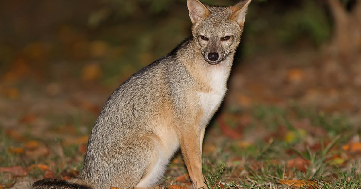 Cachorro-do-mato #67268 - Biofaces - Bring Nature Closer