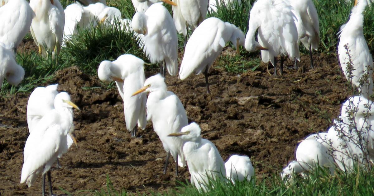 Garça-vaqueira #67396 - Biofaces - Bring Nature Closer