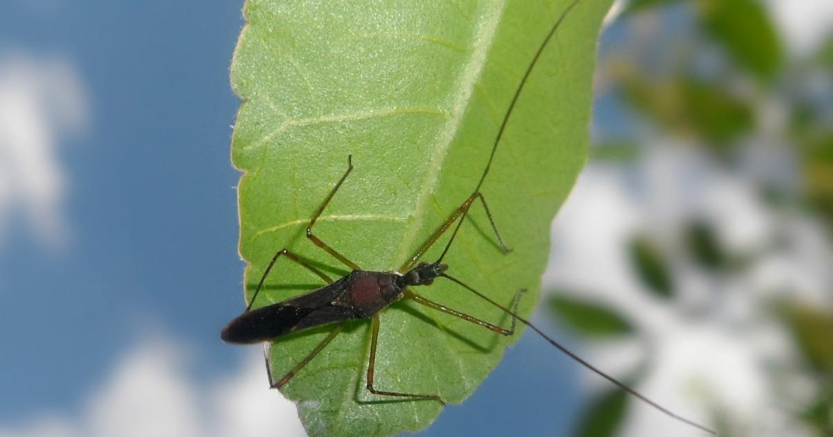 Percevejo #67688 - Biofaces - Bring Nature Closer