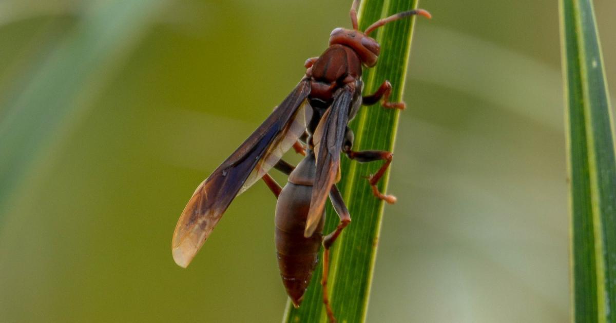 Marimbondo #68388 - Biofaces - Bring Nature Closer