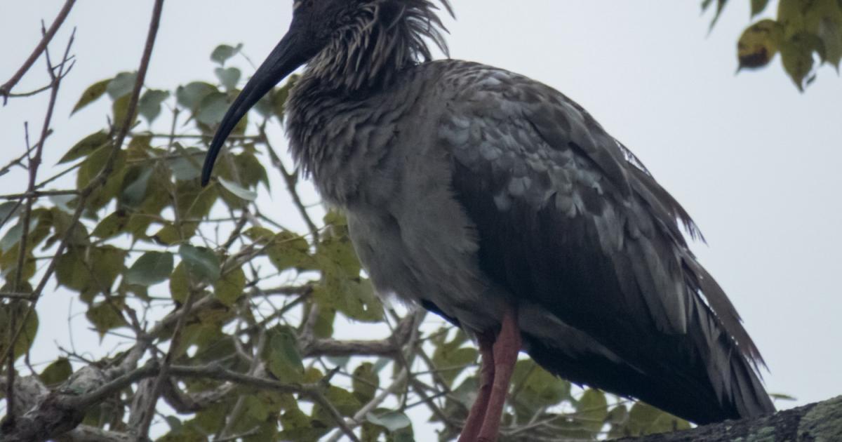 Curicaca-real #68645 - Biofaces - Bring Nature Closer