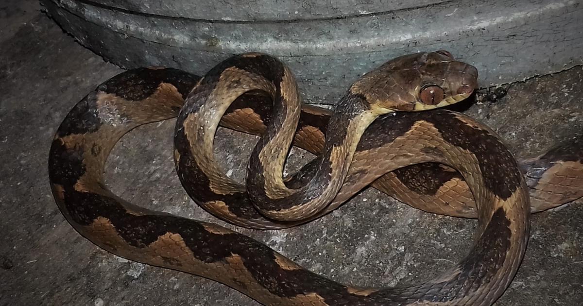 Leptodeira #68652 - Biofaces - Bring Nature Closer