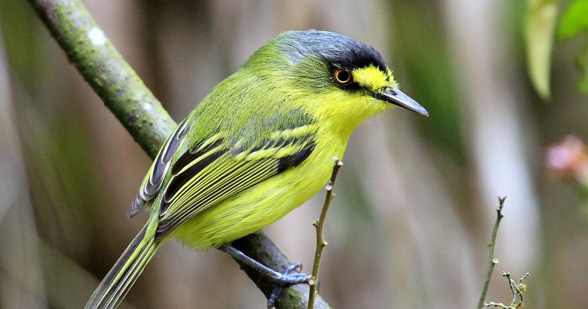 TEQUE #68761 - Biofaces - Bring Nature Closer