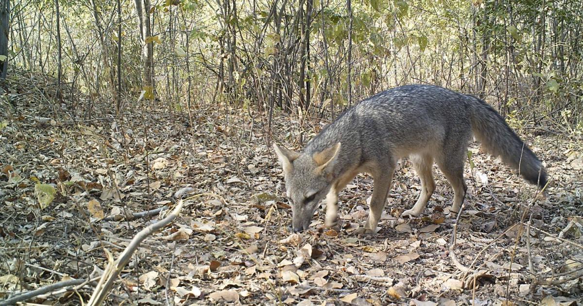 Cachorro-do-mato #68928 - Biofaces - Bring Nature Closer