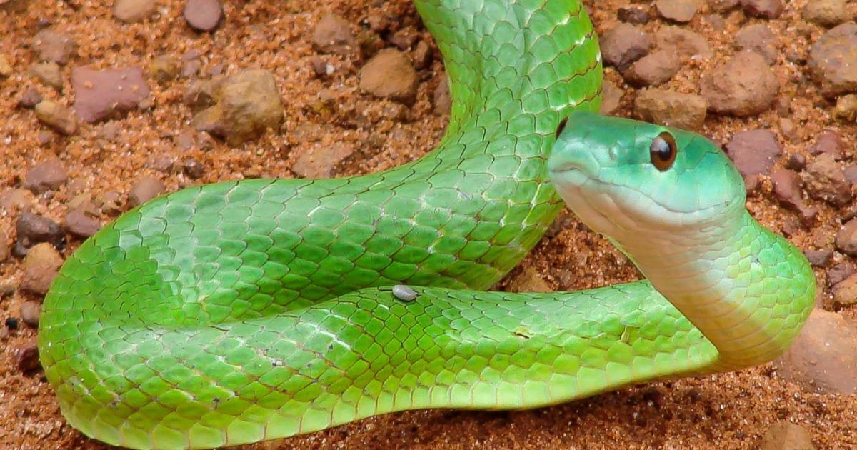 Cobra-verde #69112 - Biofaces - Bring Nature Closer