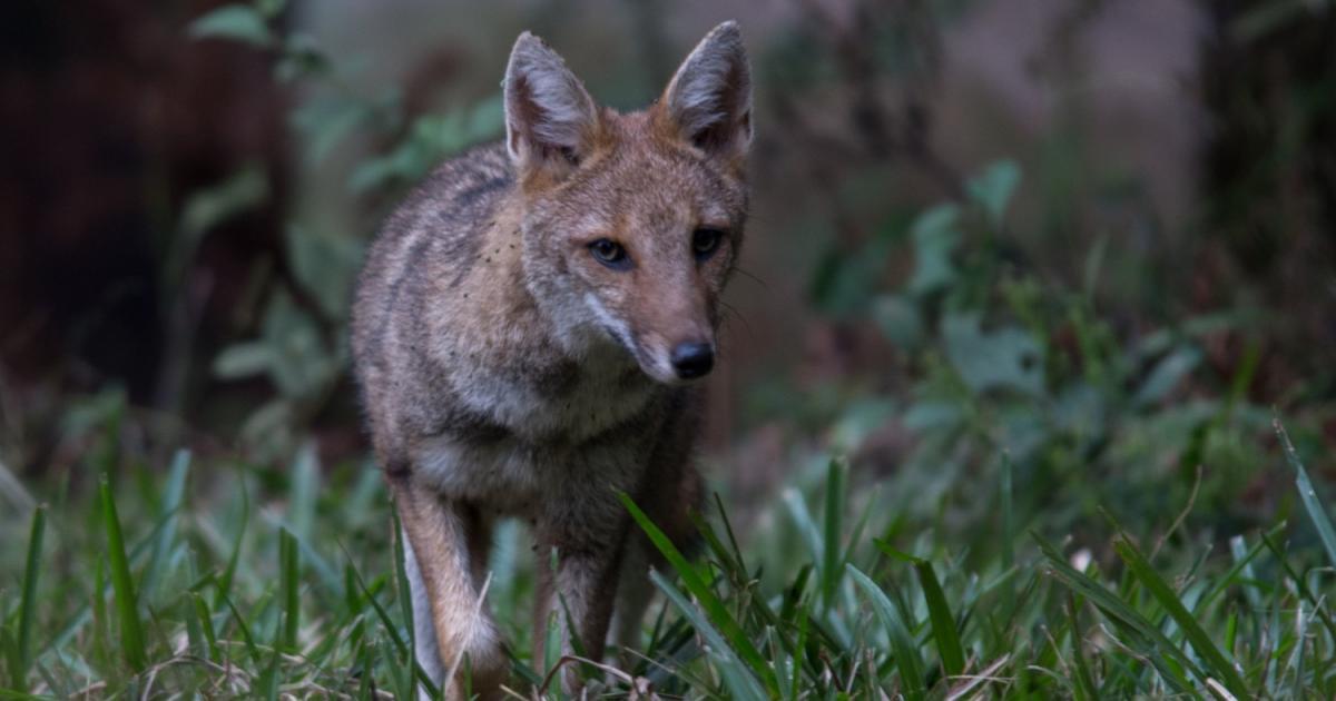 Lycalopex #69493 - Biofaces - Bring Nature Closer