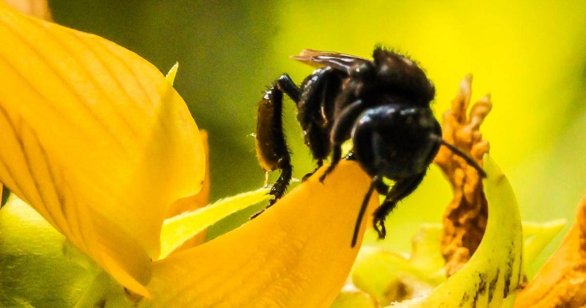 Mamangava-preta #69564 - Biofaces - Bring Nature Closer