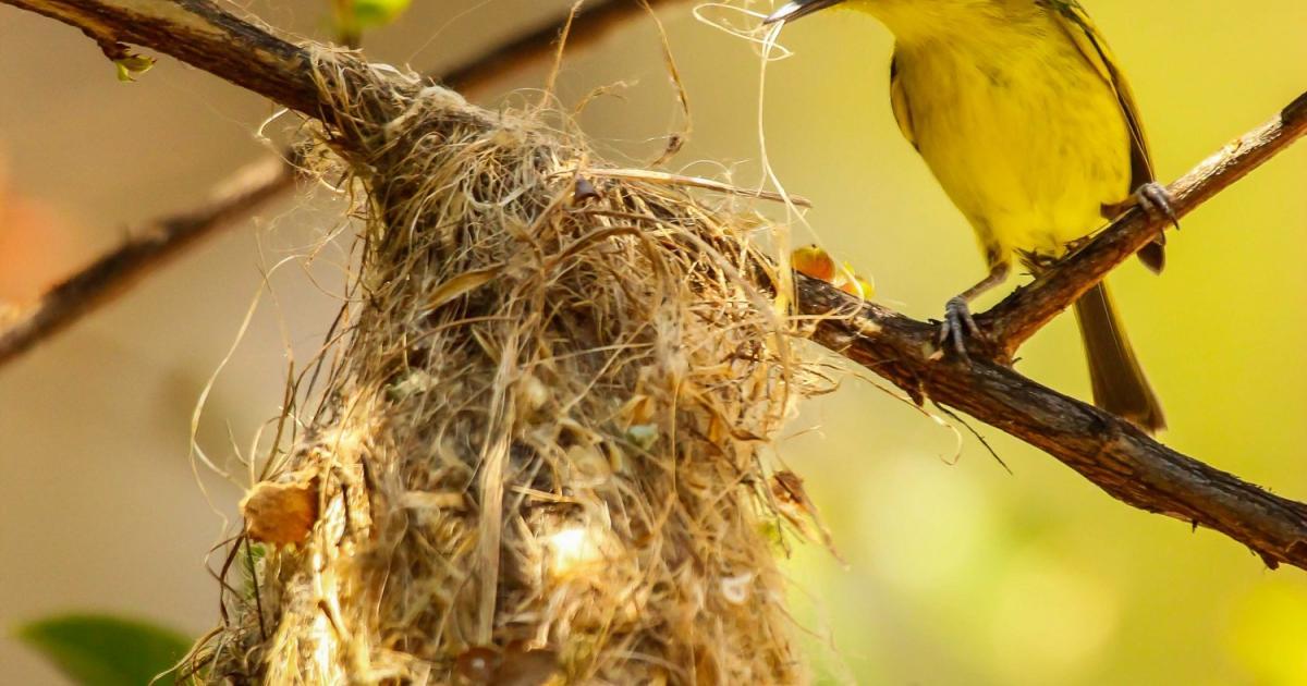 Teque-teque #69565 - Biofaces - Bring Nature Closer