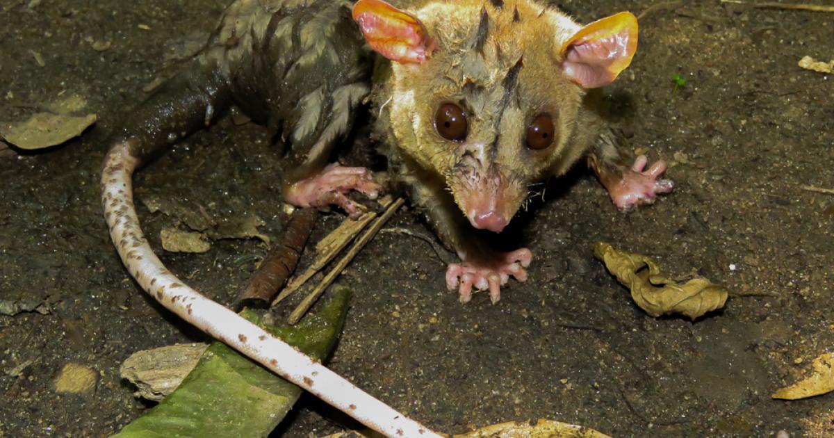 Caluromys #62014 - Biofaces - Bring Nature Closer