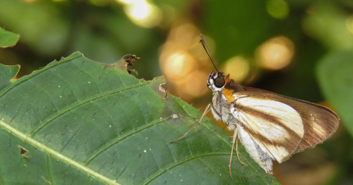 Vettius #62115 - Biofaces - Bring Nature Closer