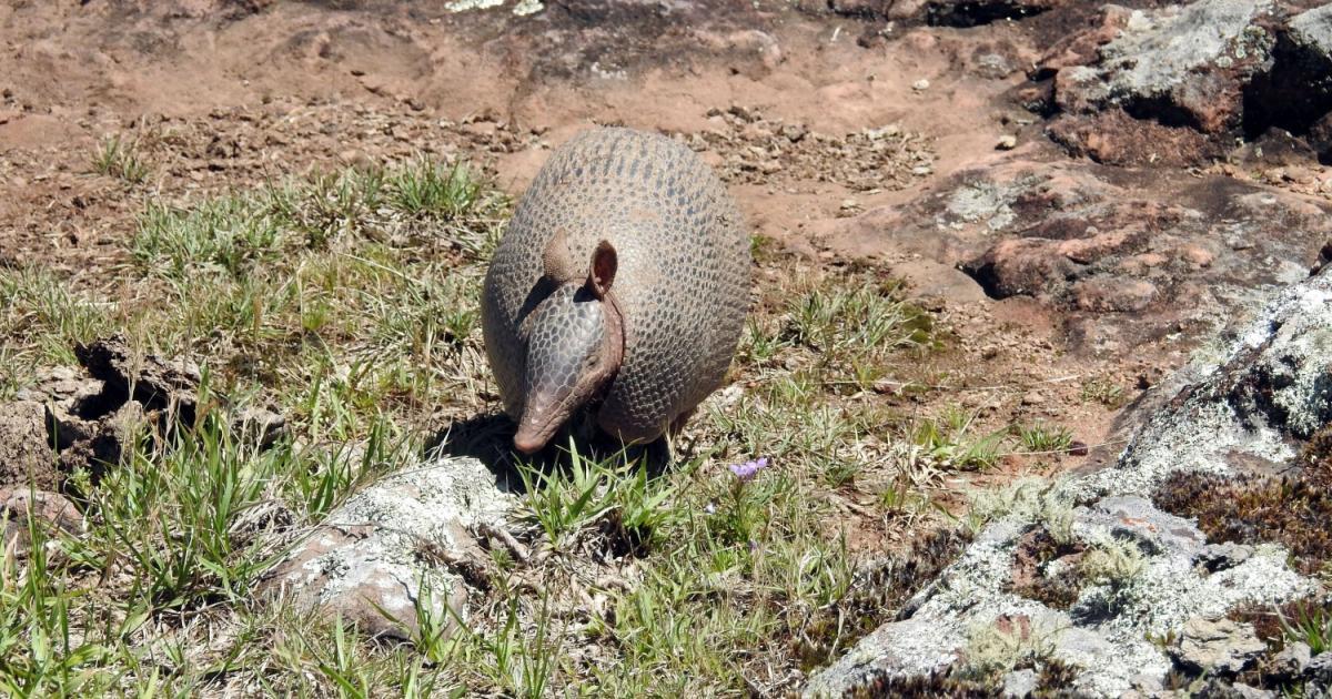 Tatu-mulita #70021 - Biofaces - Bring Nature Closer