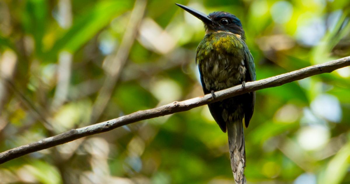 Galbula #70670 - Biofaces - Bring Nature Closer