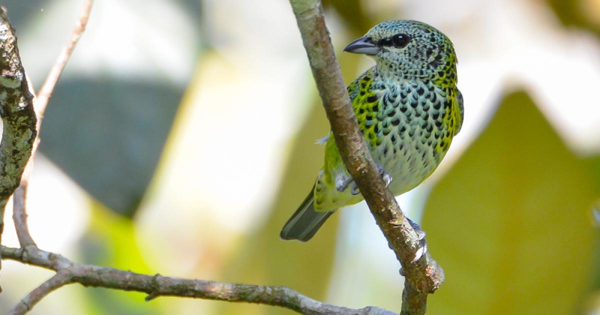 Tangara #70735 - Biofaces - Bring Nature Closer